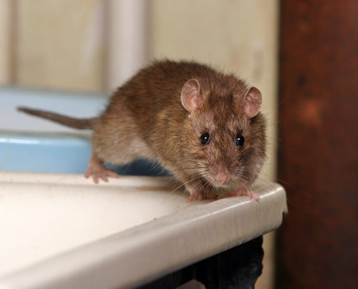 Rodent Control Services Melbourne FL | Florida Pest Pros